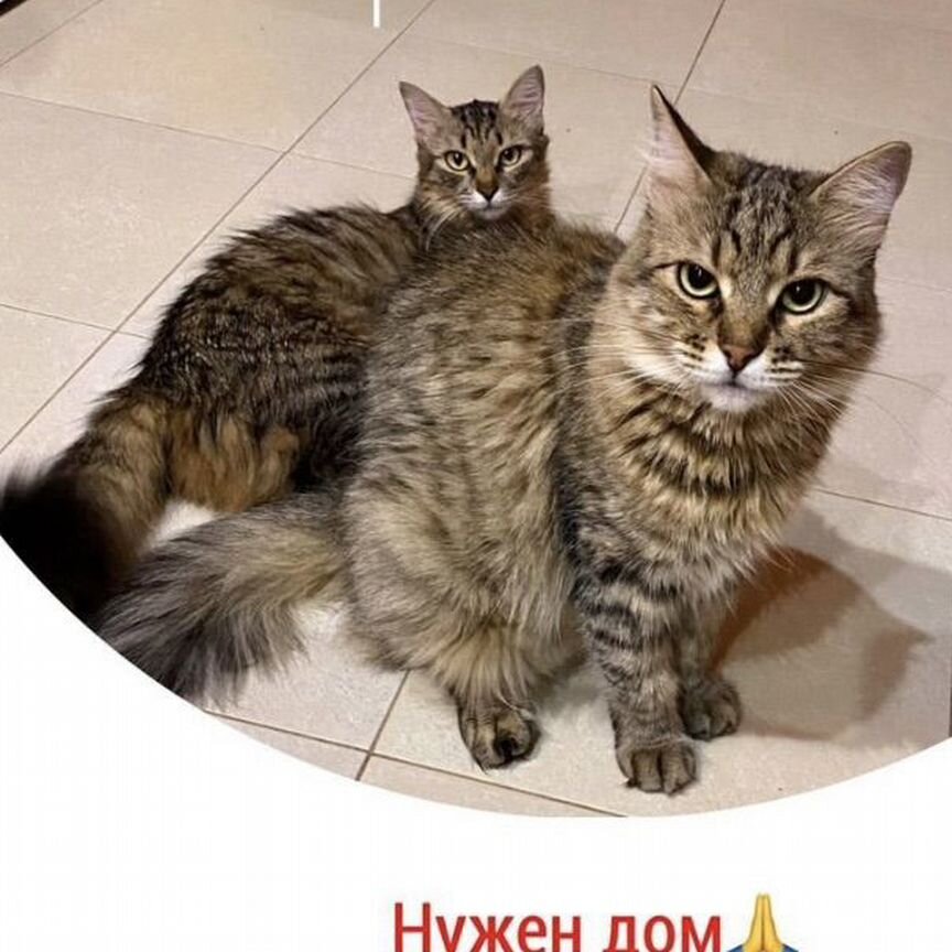 Спасенные и стерелизованные ищут дом