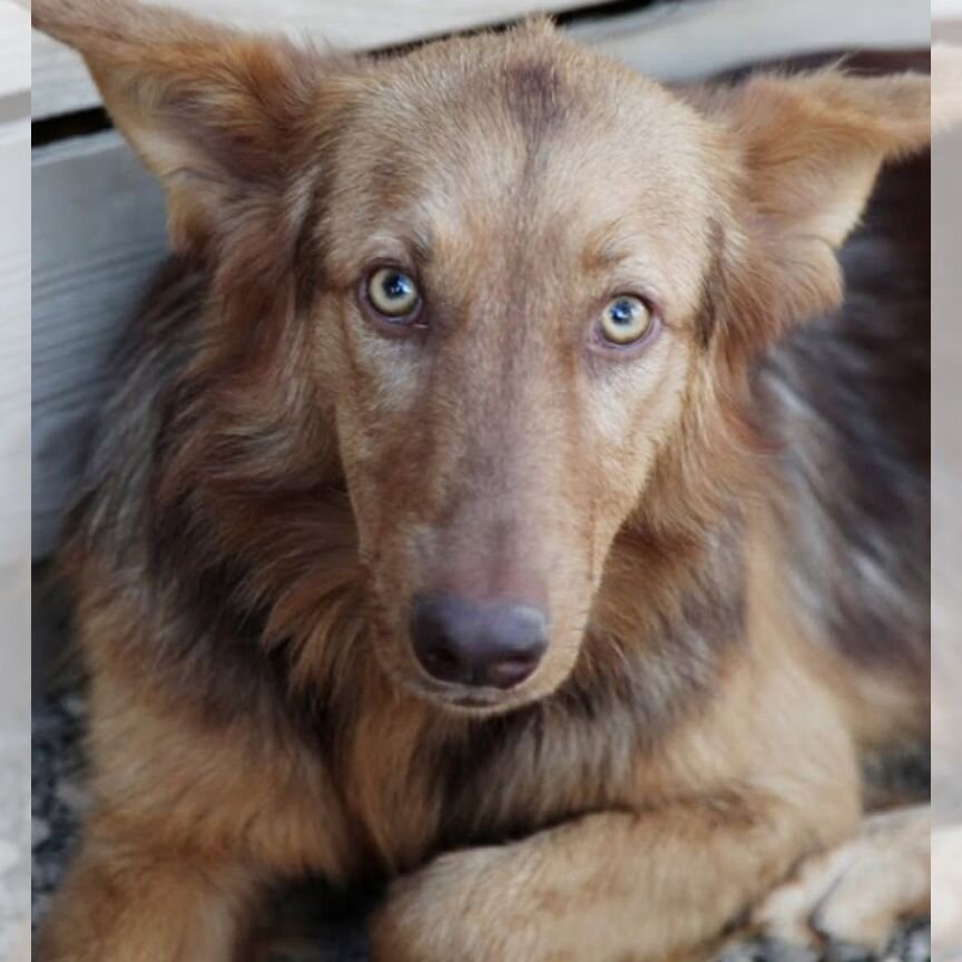 Взрослая собака в добрые руки