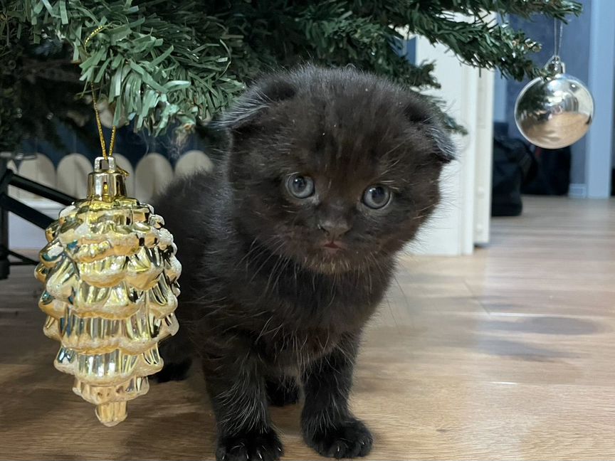 Шотландские вислоухие котята
