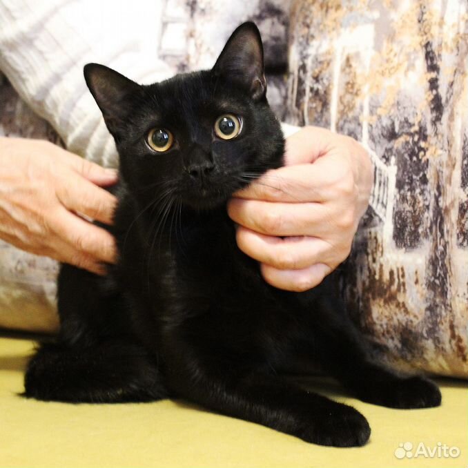 Котик Тишка ищет дом