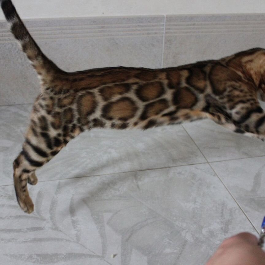 Чистокровные котята бенгальчики