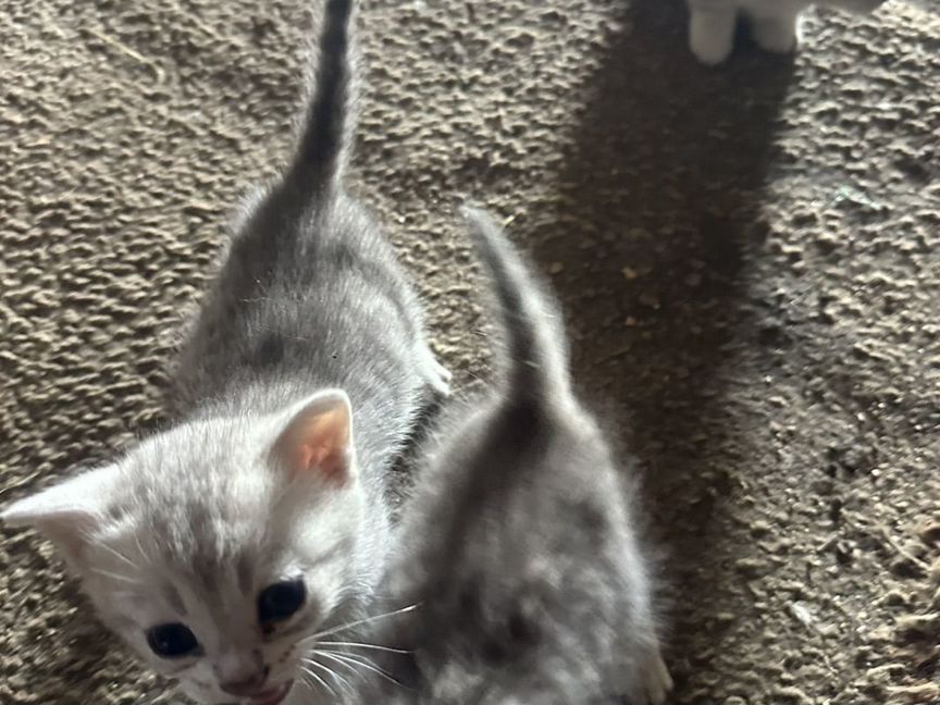 Котята