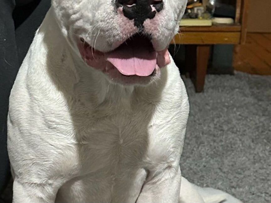 Стаффордширский терьер в добрые руки