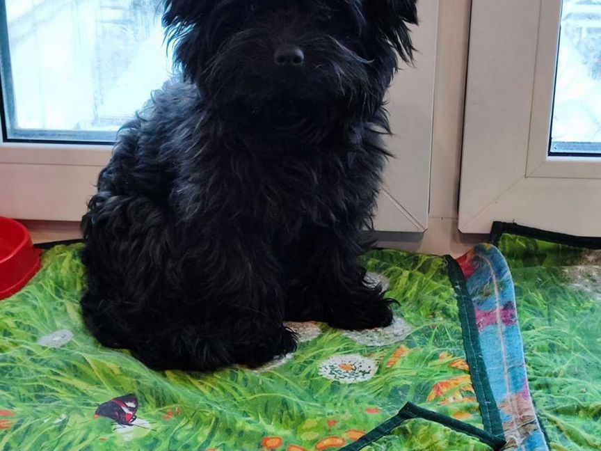 Мальтипу мини мальчик