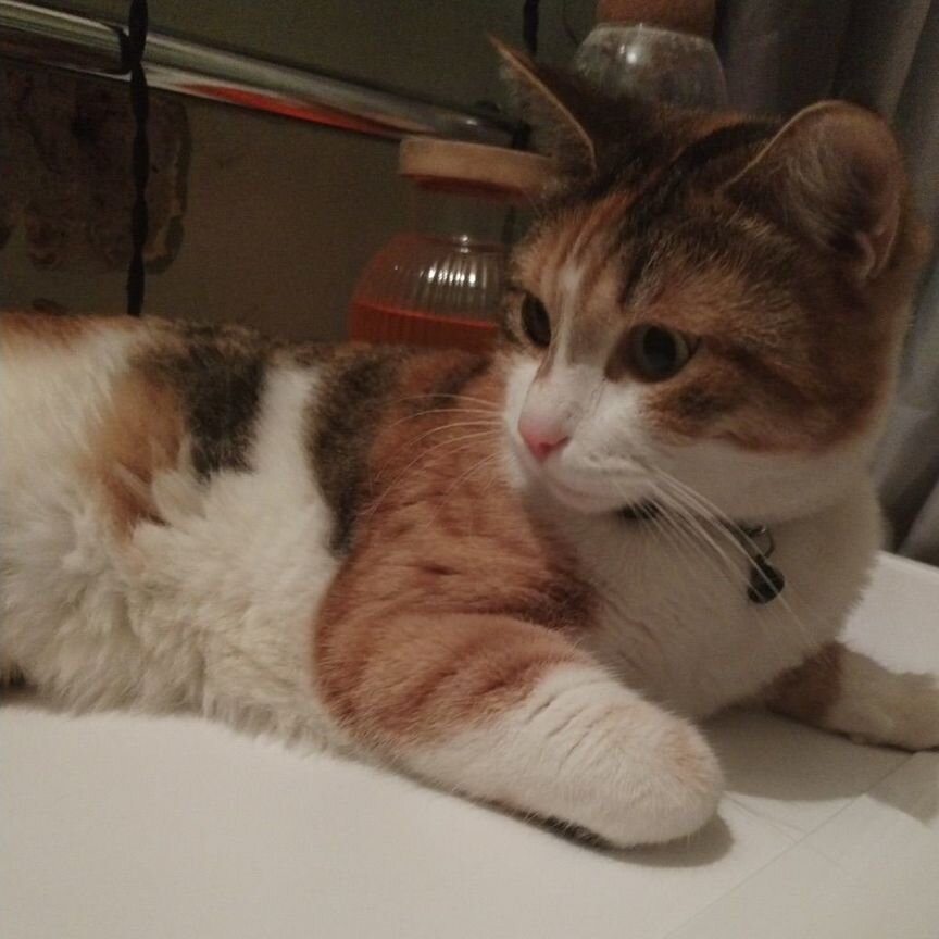 Взрослая, кошка в добрые руки