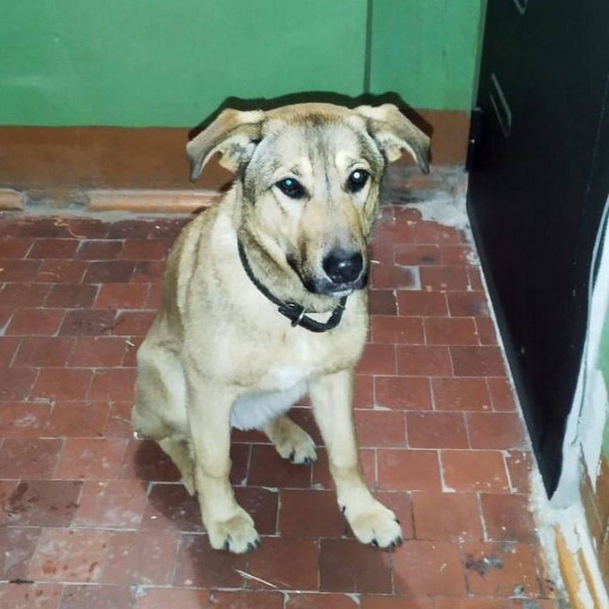 Собака в добрые руки