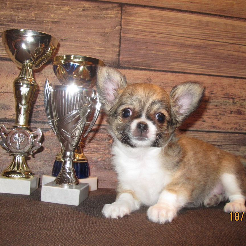 Щенки чихуахуа