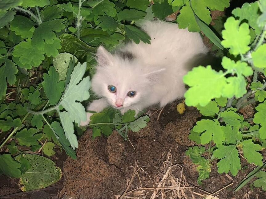 Котенка девочку подкинули