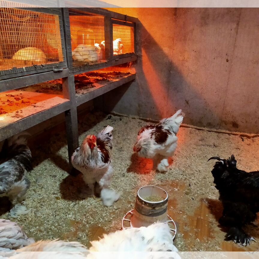 Петушки Брама