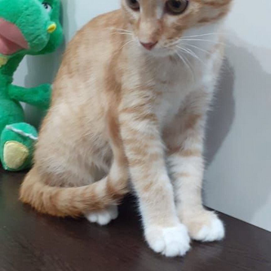 Котёнок Леопольд