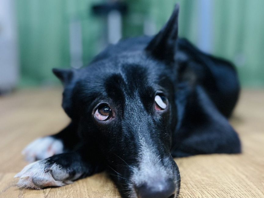 Особенный малыш ищет дом