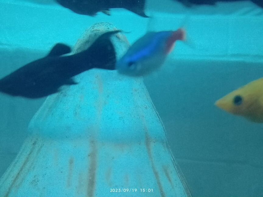 Декоративные рыбки