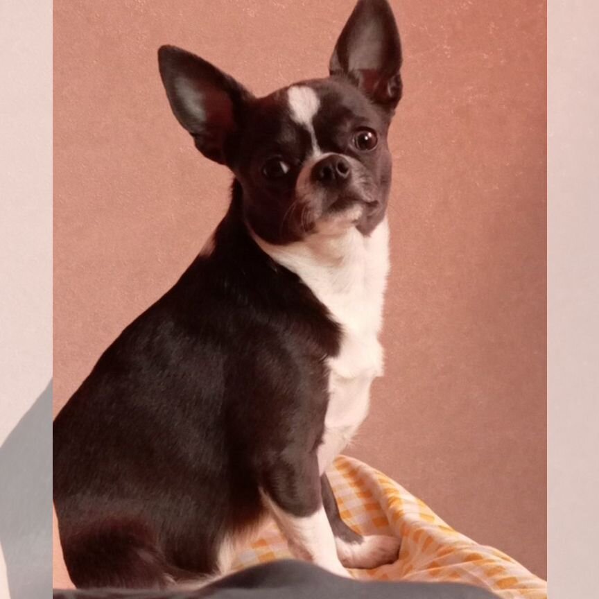 Вязка кобель чихуахуа мини