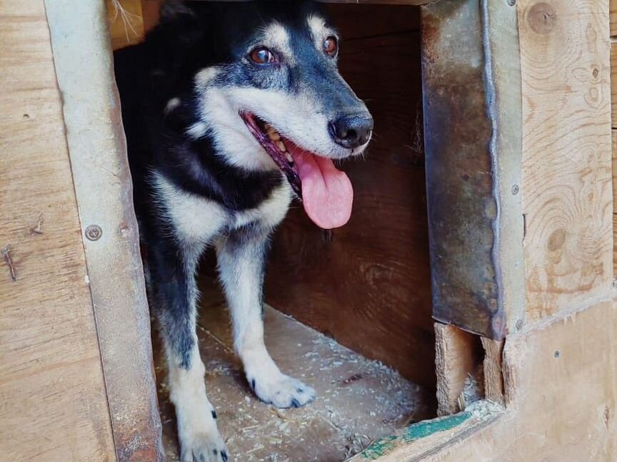 Собака в добрые руки