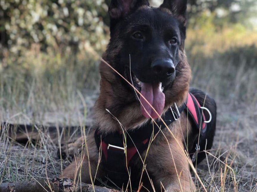 Немецкая овчарка вязка кобель