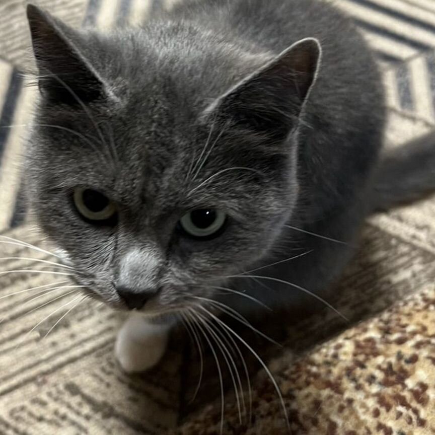 Мейн-кун, взрослая кошка