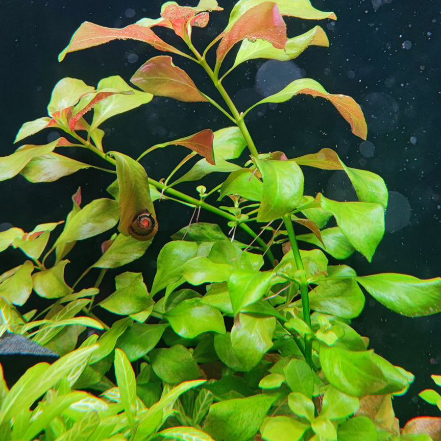 Аквариумные растения прополка