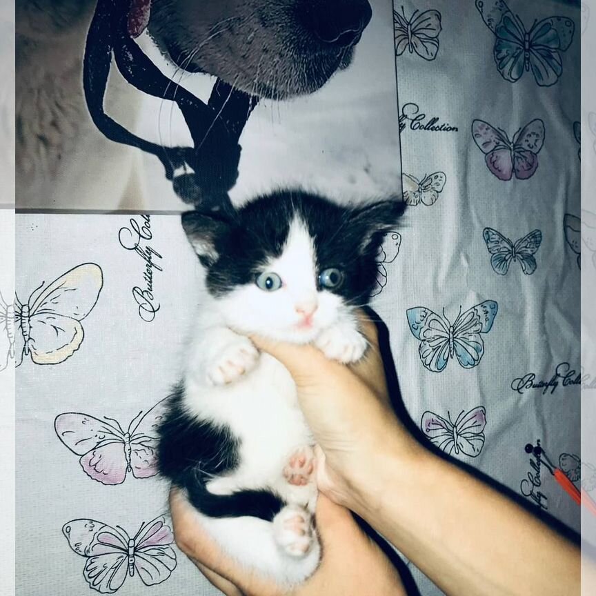 Отдам котят