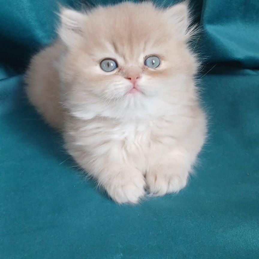 Лиловый котик