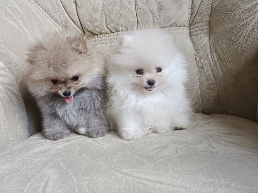 Щенки шпица