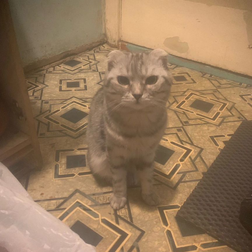 Котики бесплатно в добрые руки