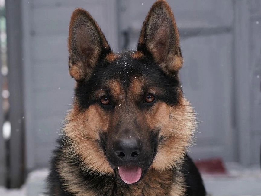 Собака немецкая овчарка в добрые руки