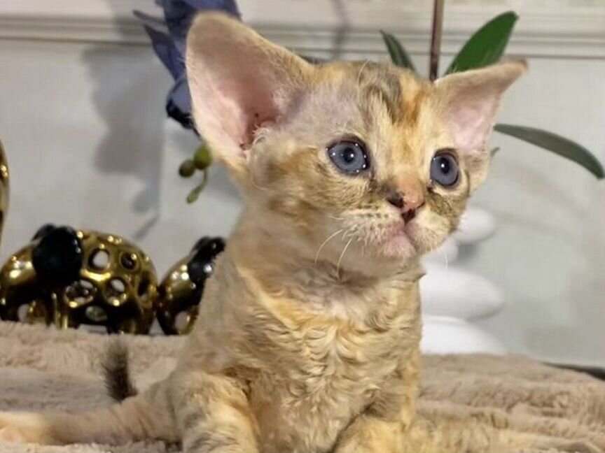 Котята Девон Рекс шоу - Дорого