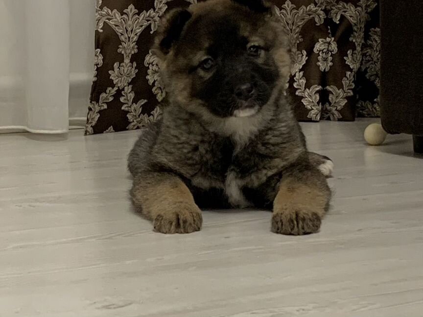 Американская акита