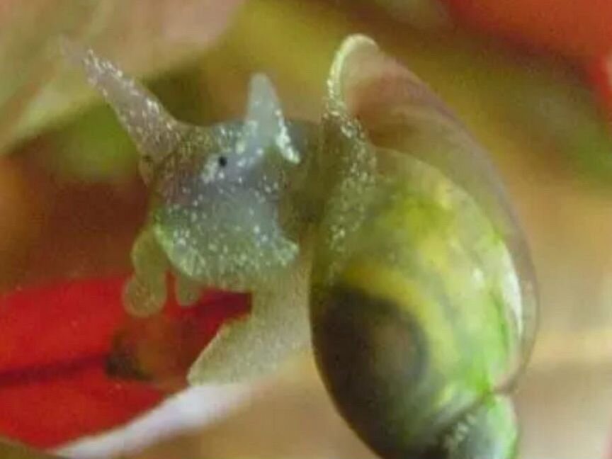 Улитки-Покемон Radix rubiginosa