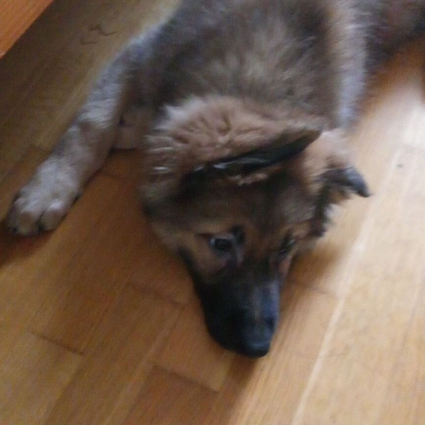 Немецкая овчарка продаю