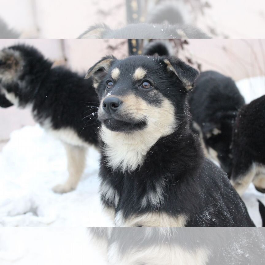 Щенки помесь восточноевропейской овчарки