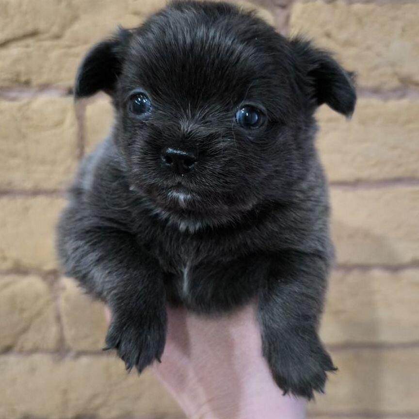 Чихуахуа, щенок