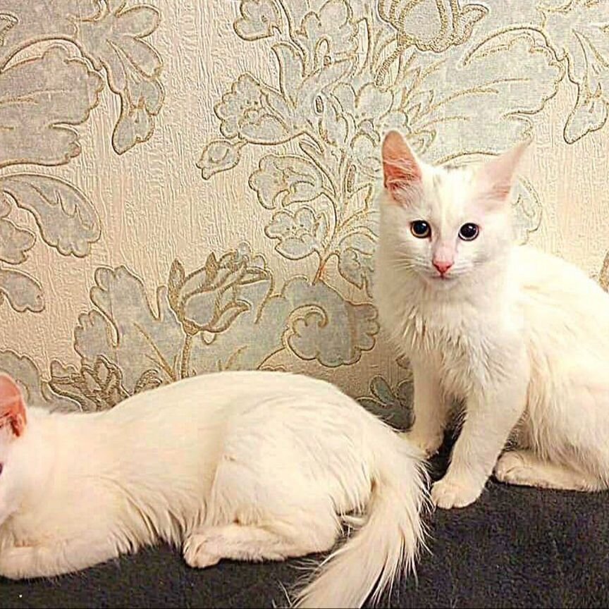 Космические коты готовы переехать к вам