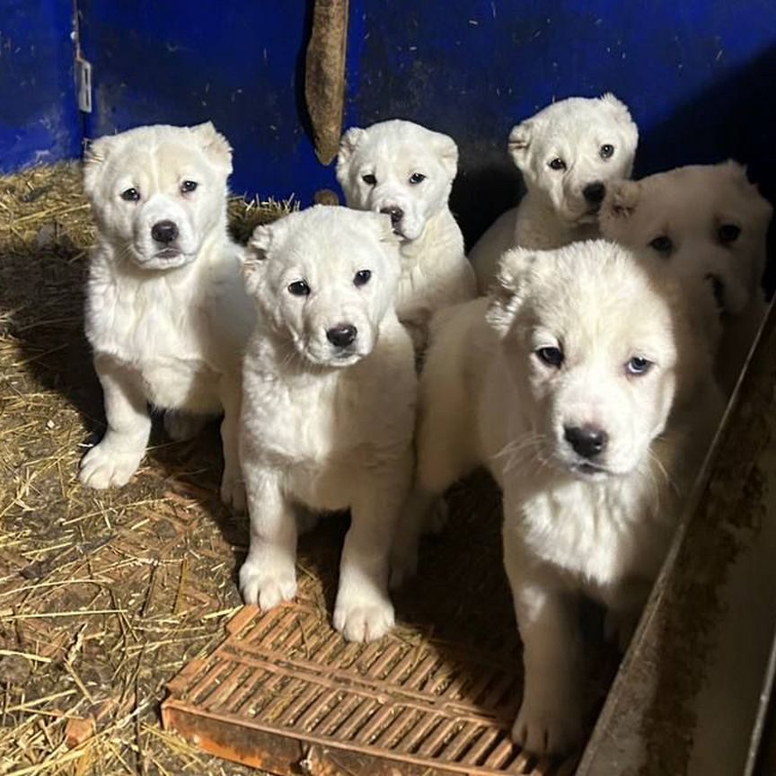 Среднеазиатская овчарка, щенок