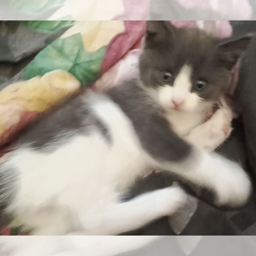 Котёнок в добрые руки