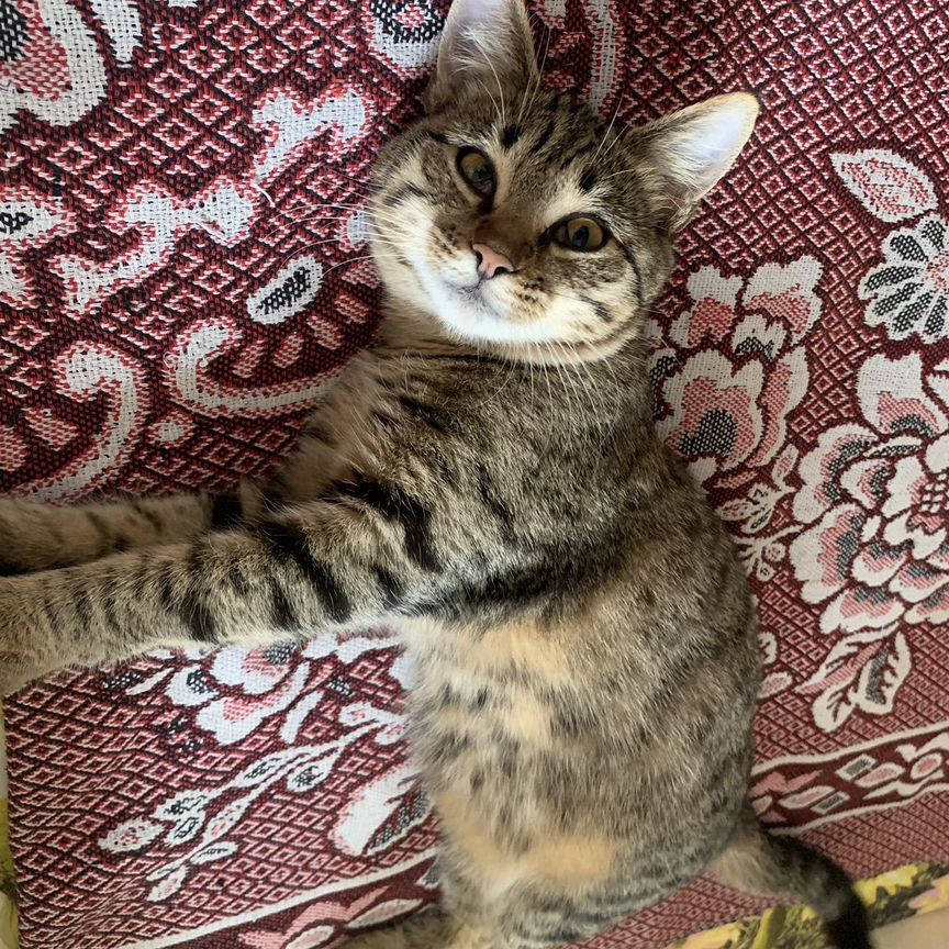 Кошка
