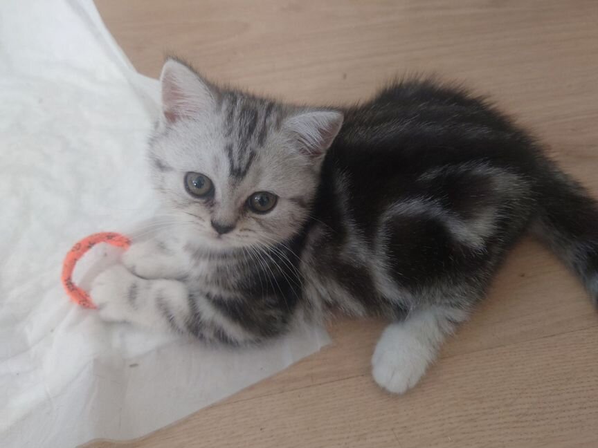 Шотландские котята