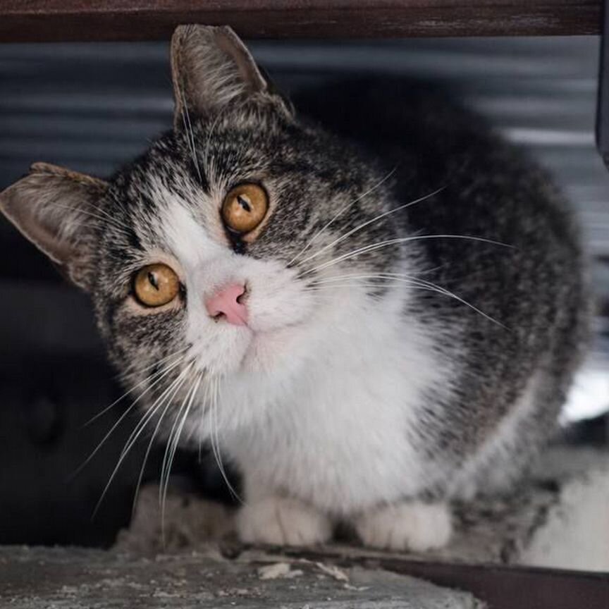 Взрослая, кошка в добрые руки