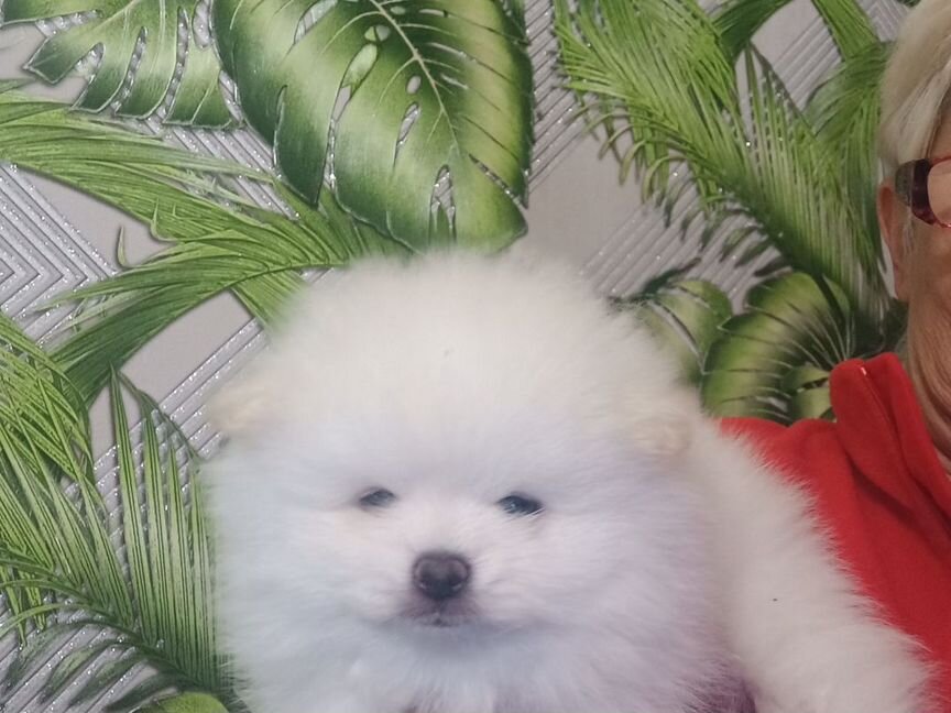 Померанский шпиц