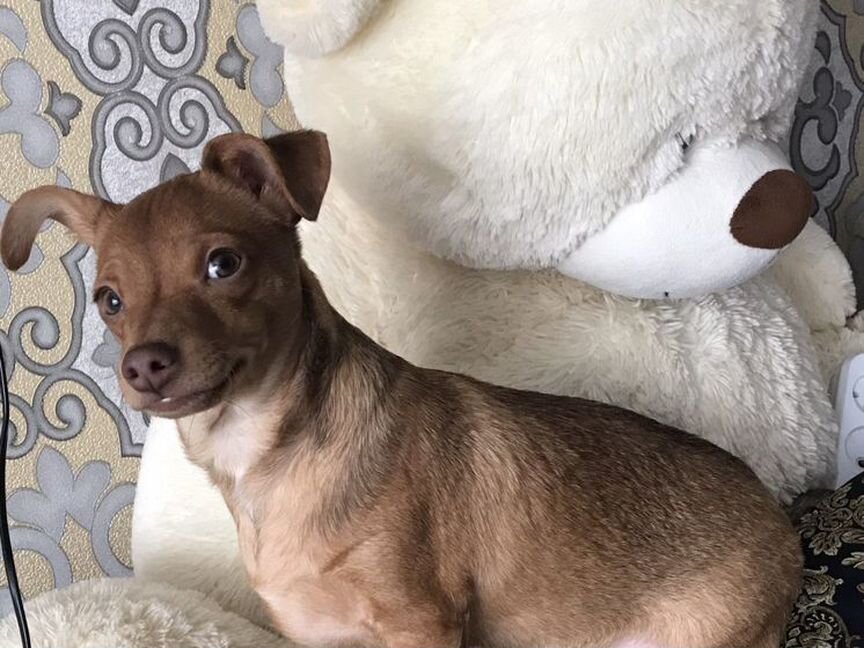 Вязка. Ищем девочку