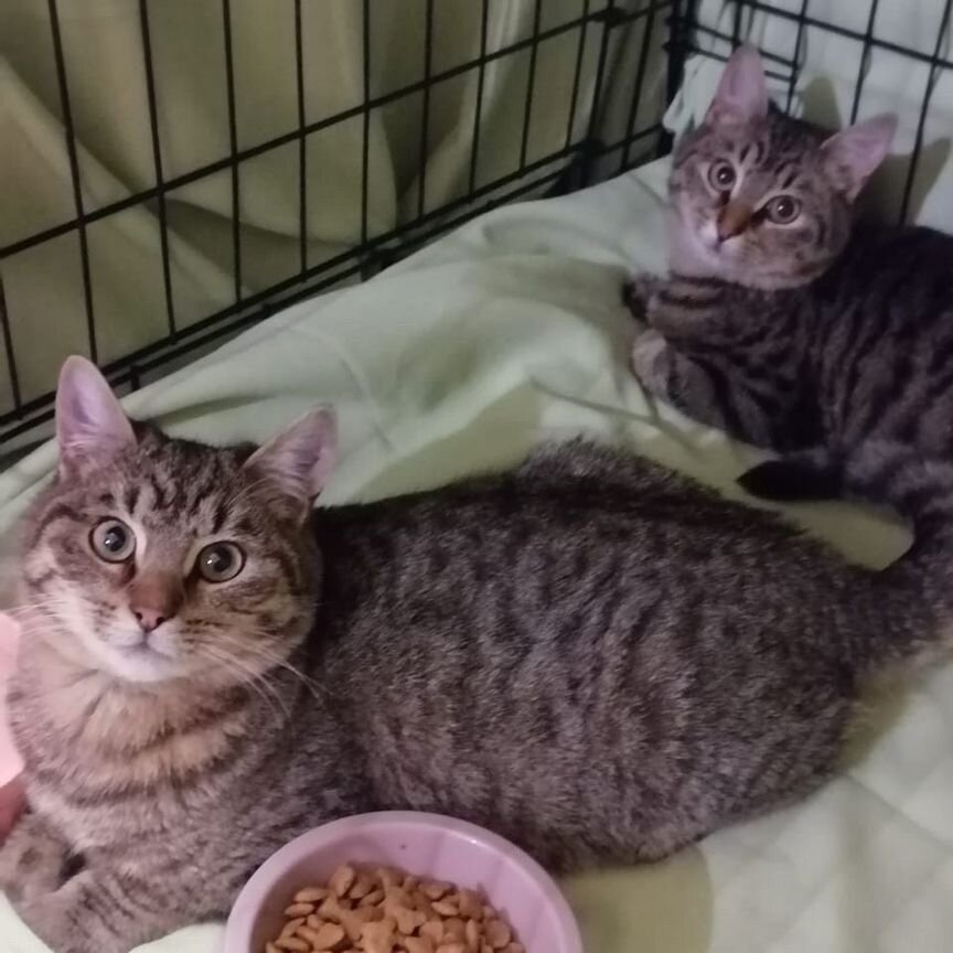 Котята
