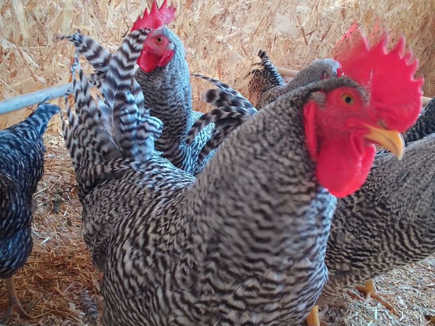 Молодые петушки мясо