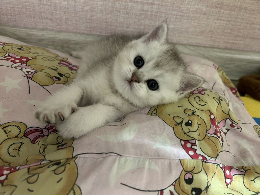 Британские котята