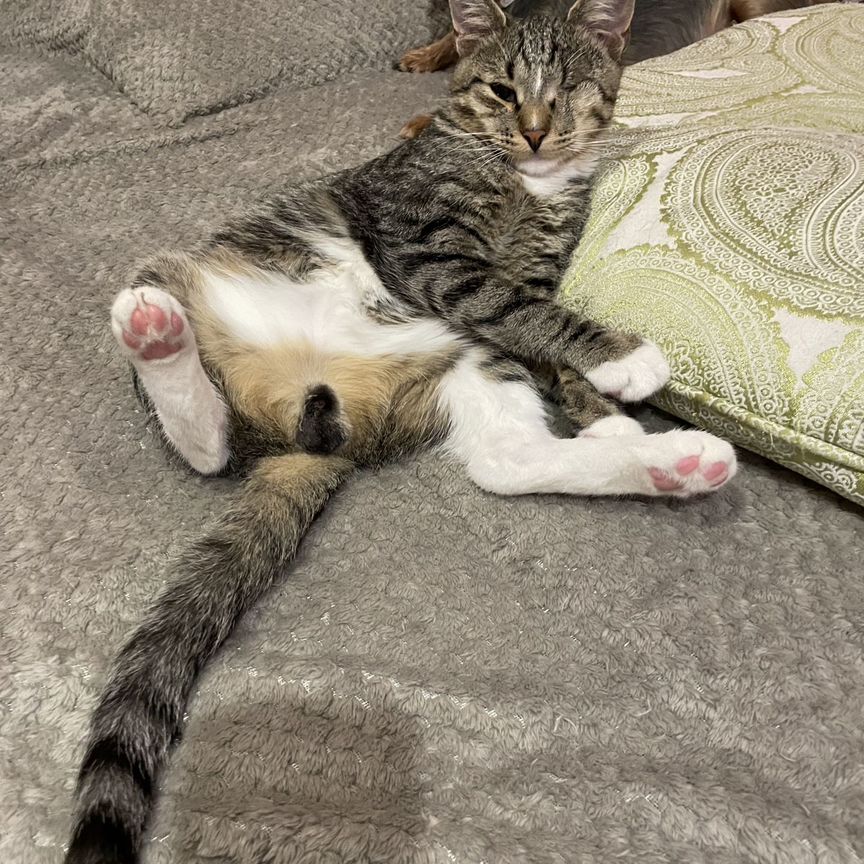 Одноглазое ласковое чудо