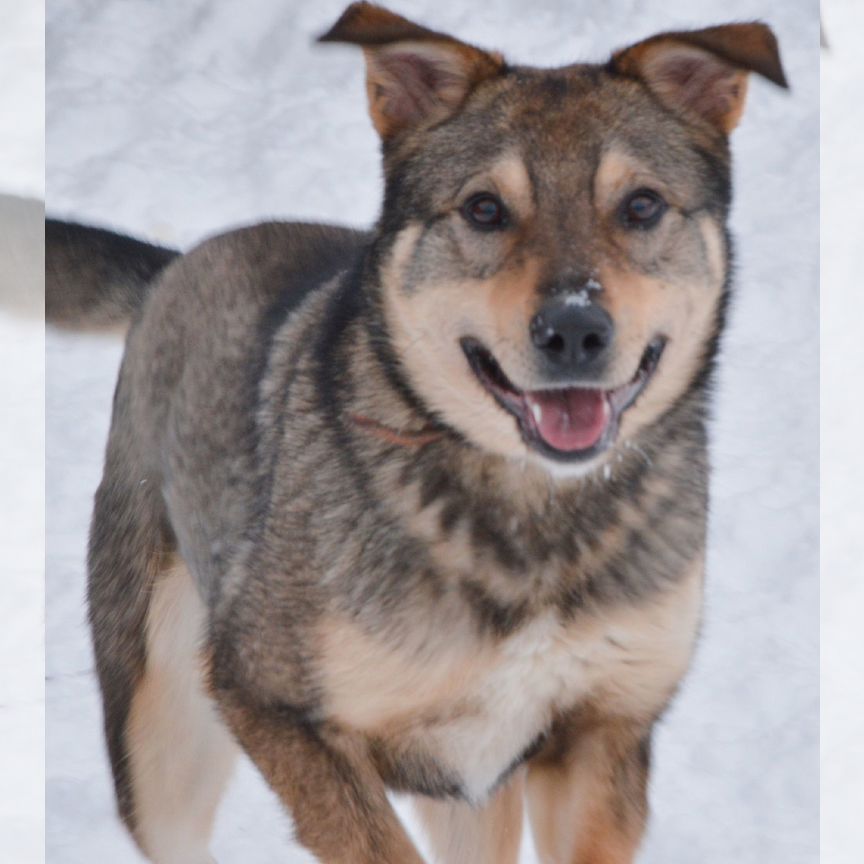 Взрослый пёс в добрые руки