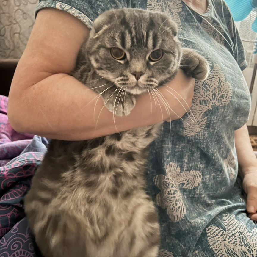 Вислоухий кот, британец,в добрые руки