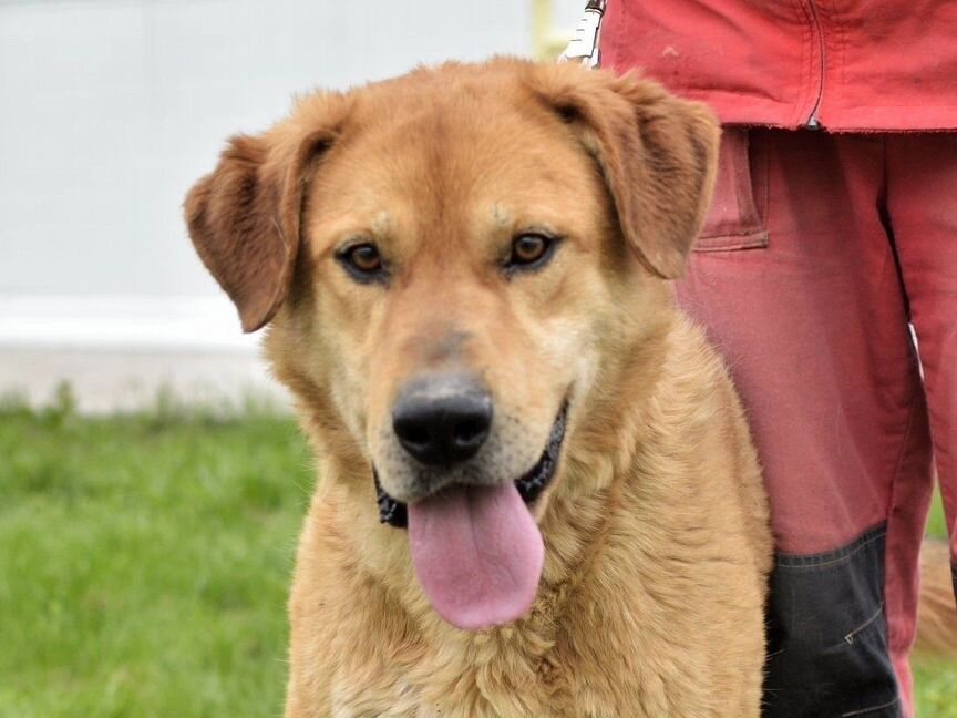 Классный пёс Трой отчаялся