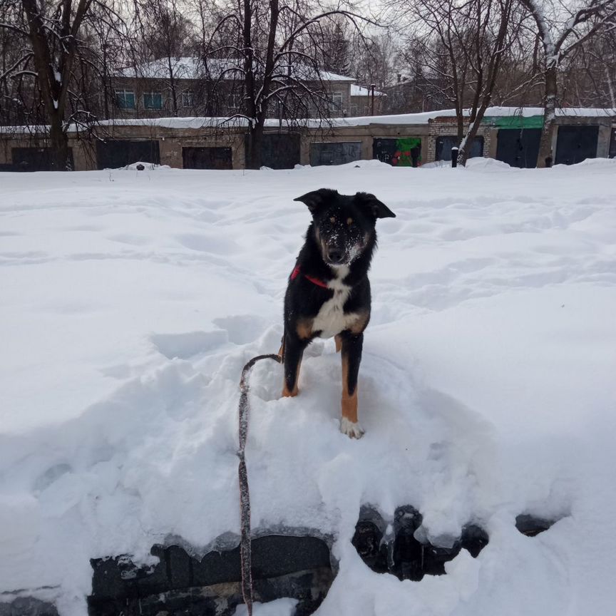 Собака ищет дом или передержку