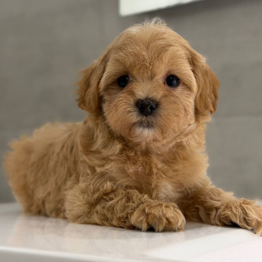 Мальтипу, щенок