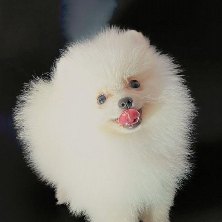 Померанский шпиц мини девочка